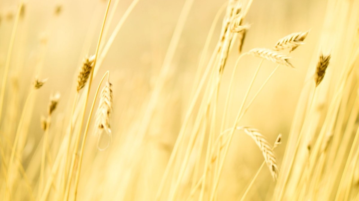 Camp Standards – Buckeye Stake Youth